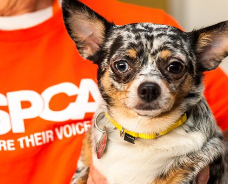 ASPCA Donations – Charitable donations made to the ASPCA